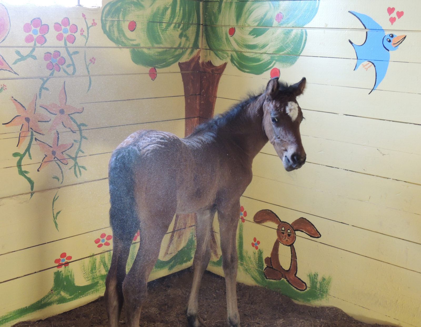 RAISING ZENA'S FOAL - A Horse In My House